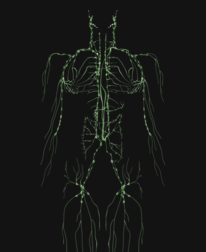 Anatomical Reference - Lymphatic Systems free 3D model | CGTrader