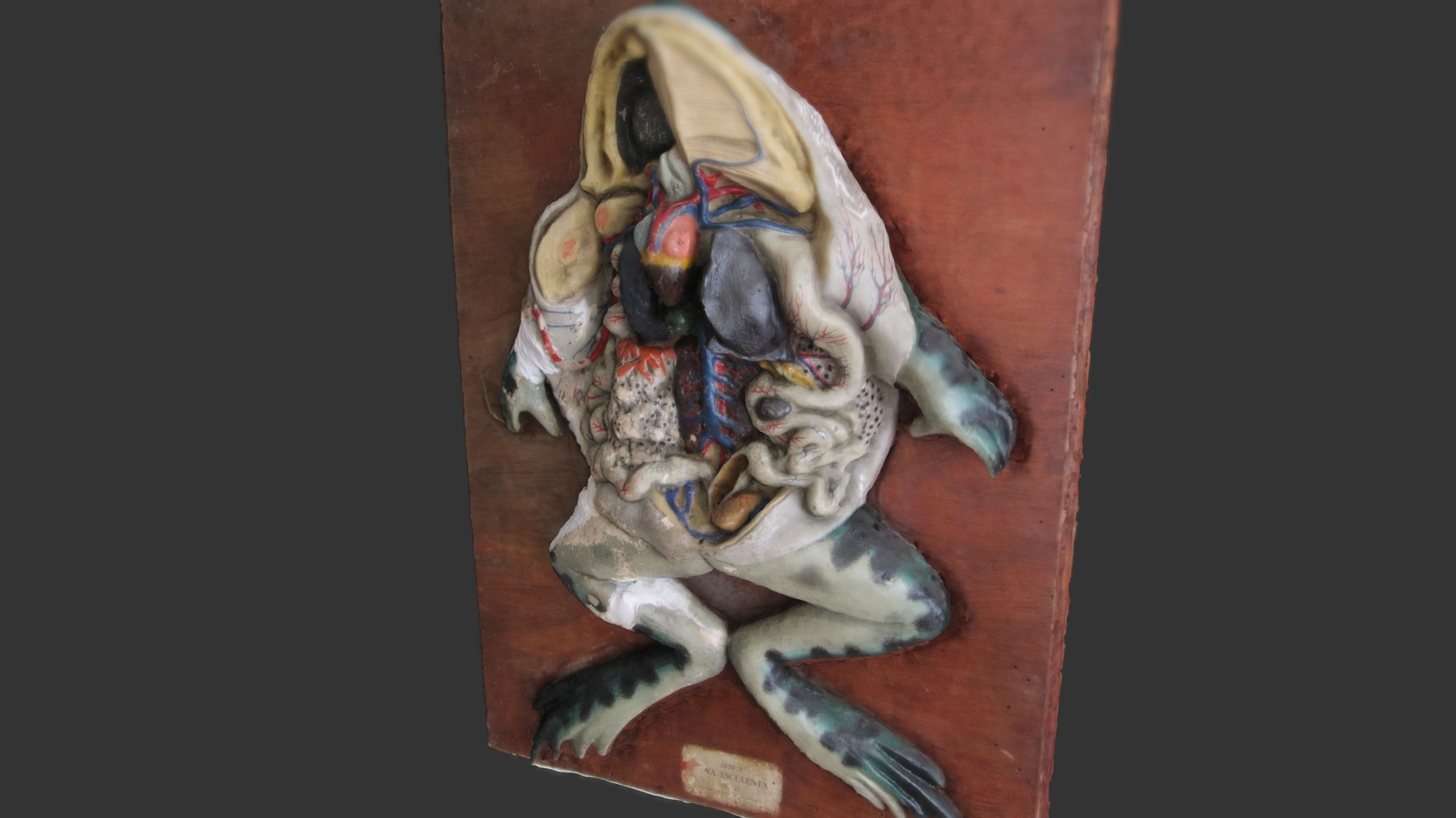 Anatomy Plaster Frog Model 3D model | CGTrader