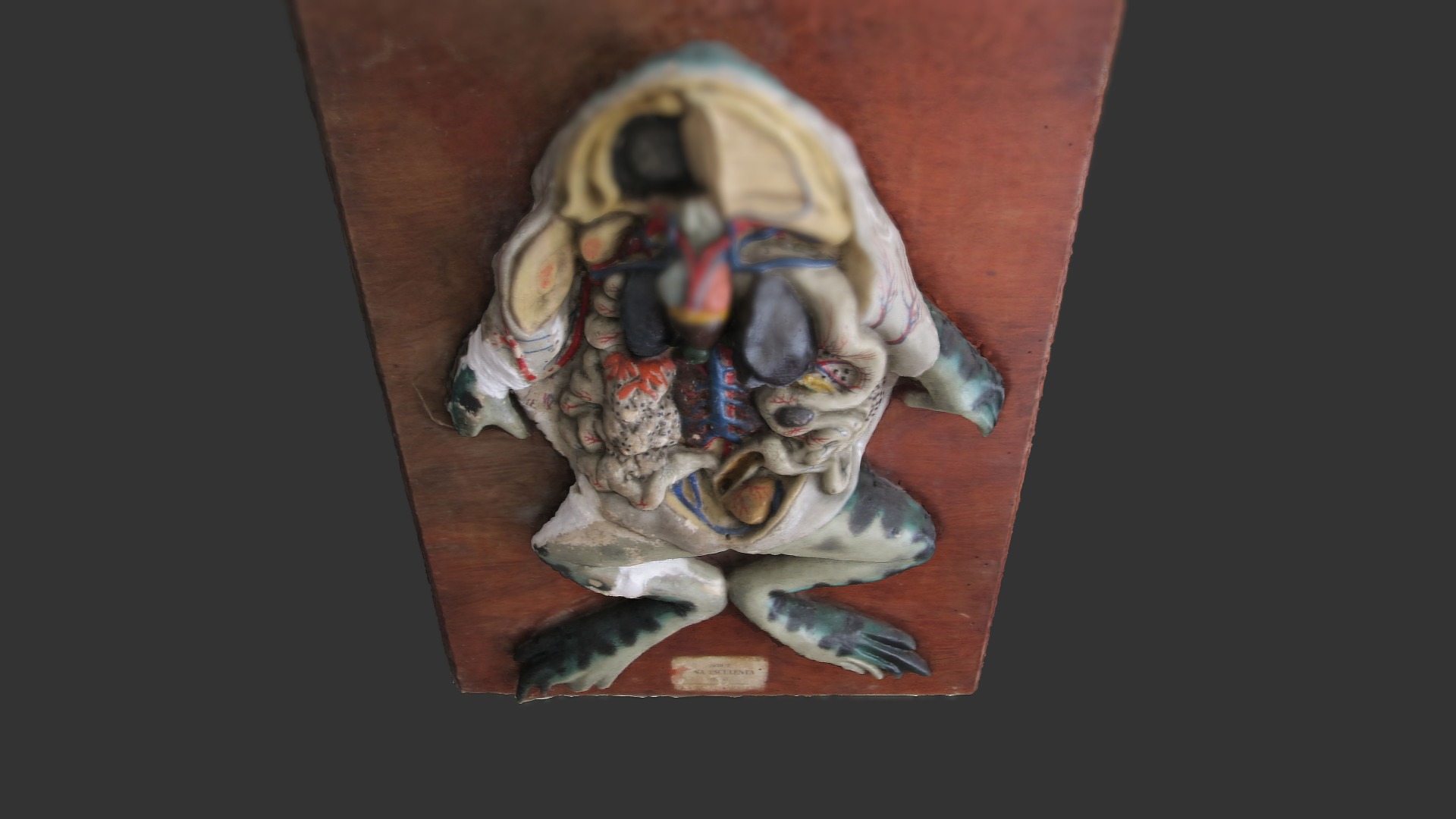 Anatomy Plaster Frog Model 3D model | CGTrader