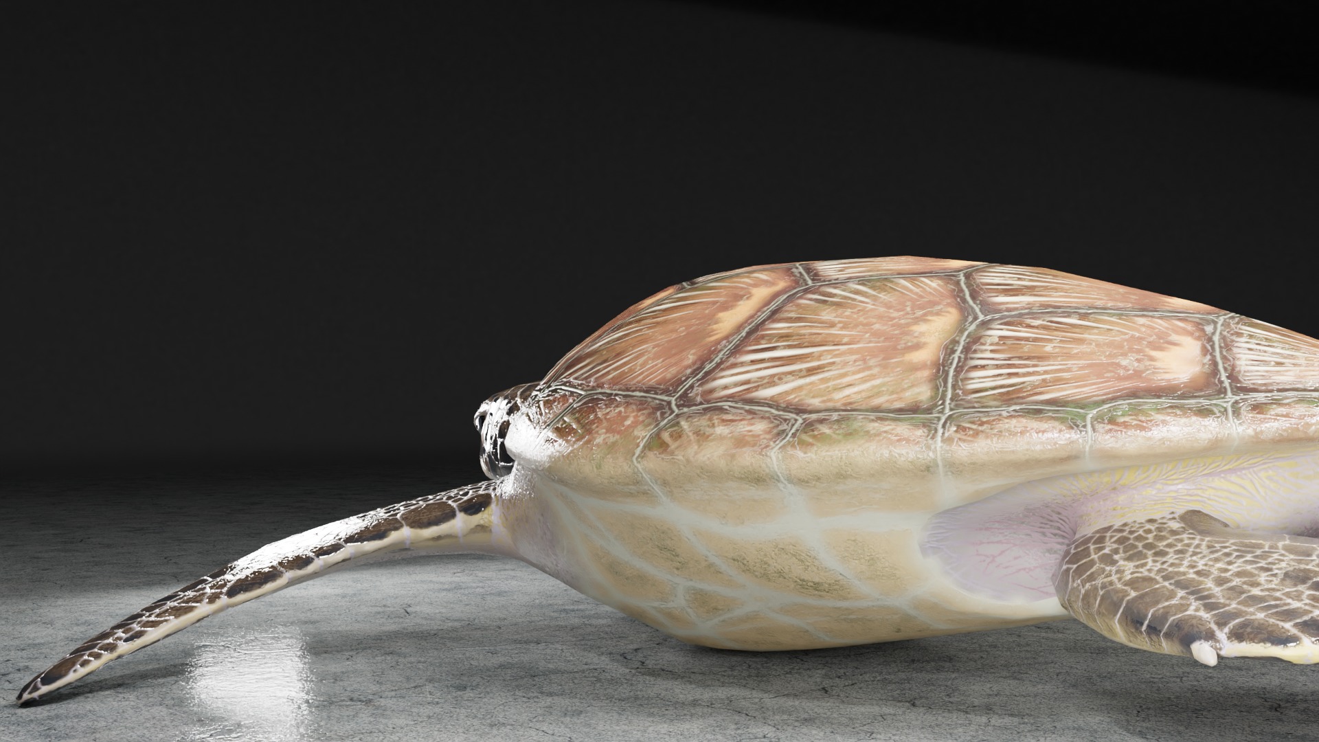 3D model Turtle VR / AR / low-poly | CGTrader