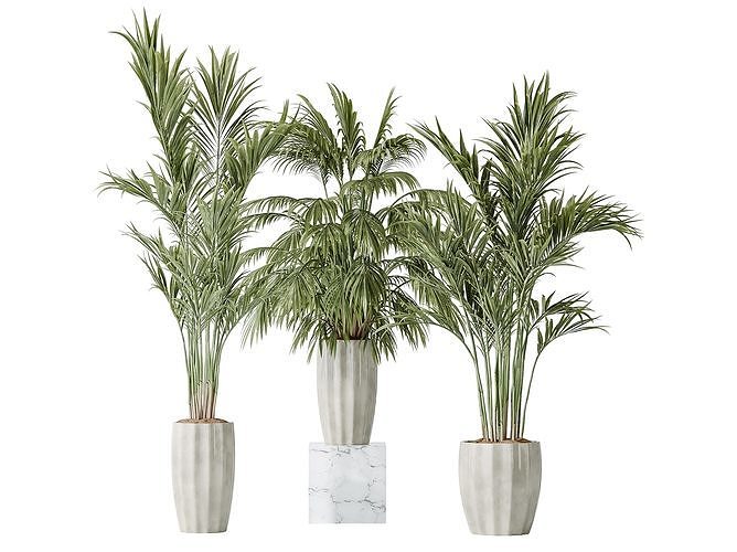 AV Indoor plants set 144 Areca Majesty Cat Reed Palm 3D model | CGTrader