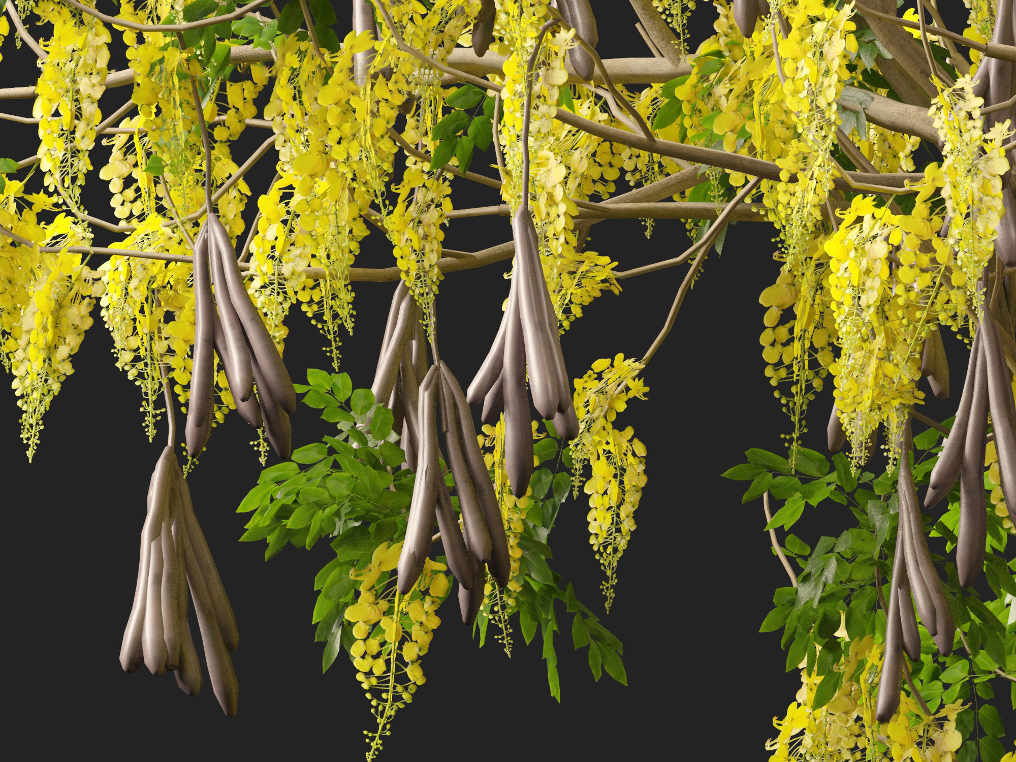 3D model HighPolyLowPoly Cassia fistula - golden shower tree VR / AR / low-poly | CGTrader