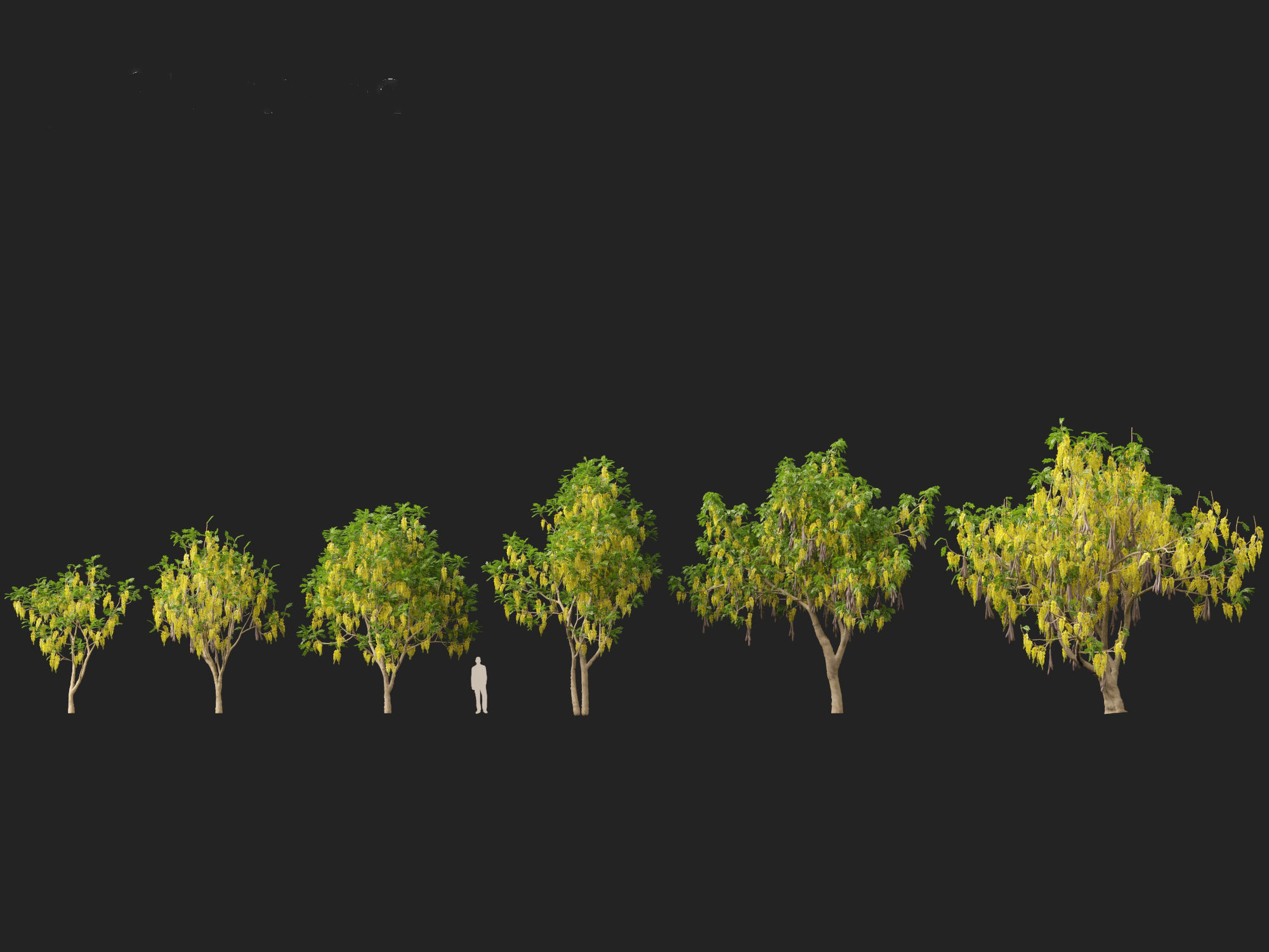 3D model HighPolyLowPoly Cassia fistula - golden shower tree VR / AR / low-poly | CGTrader