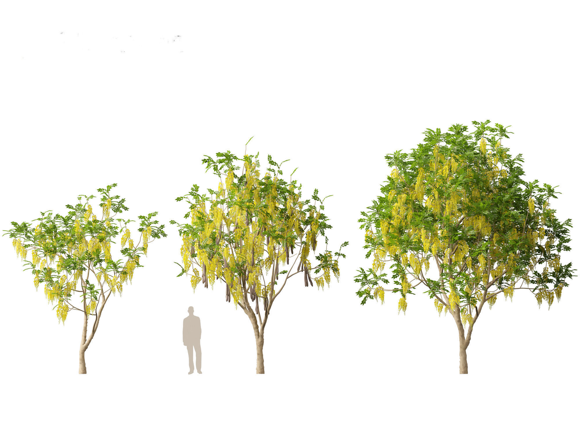 3D model HighPolyLowPoly Cassia fistula - golden shower tree VR / AR / low-poly | CGTrader