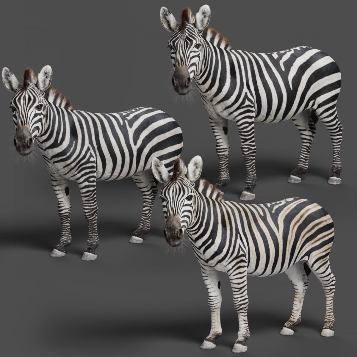 Zebra Animation - VFX Grace 3D model animated rigged | CGTrader