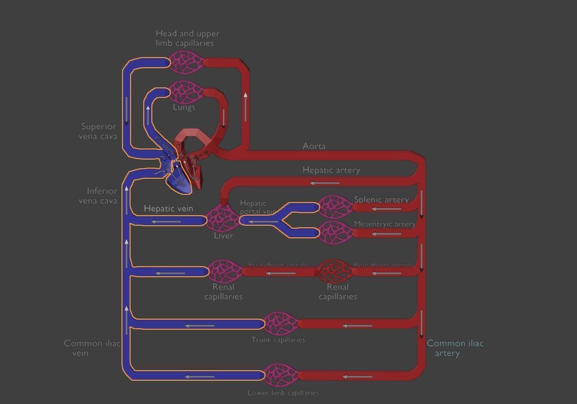 3D Model of Systemic Blood Flow - Diagram 3D model 3D printable | CGTrader