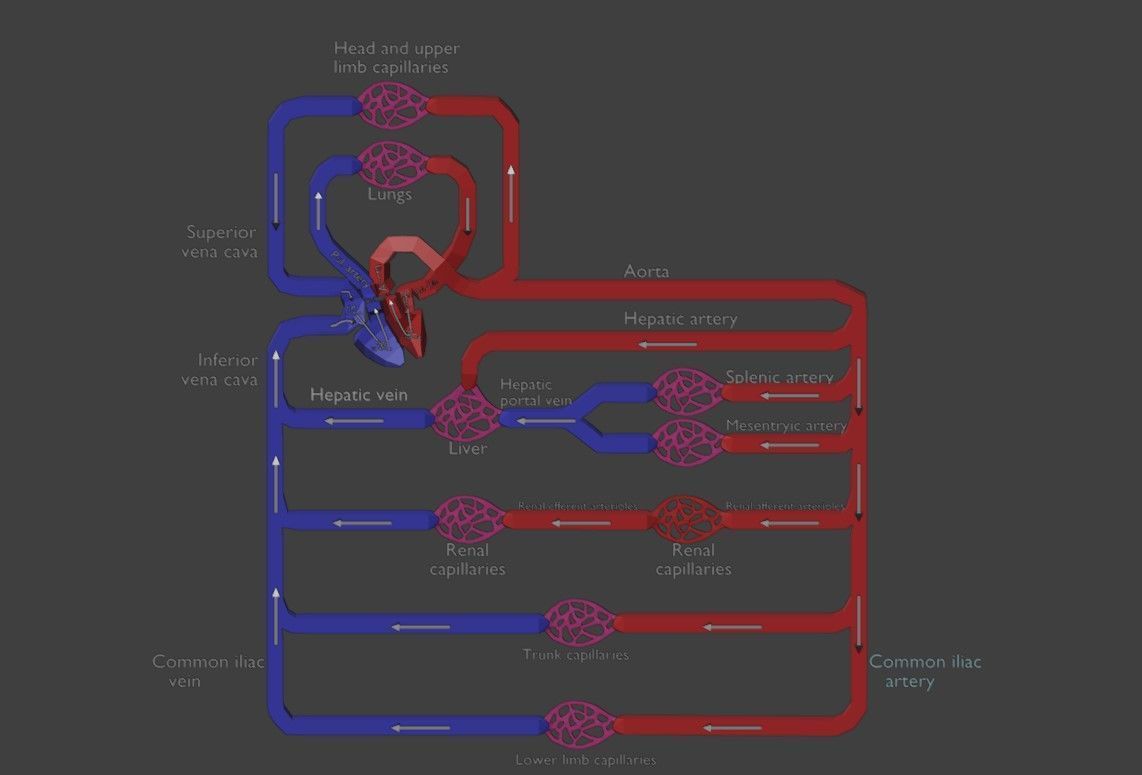 3D Model of Systemic Blood Flow - Diagram 3D model 3D printable | CGTrader