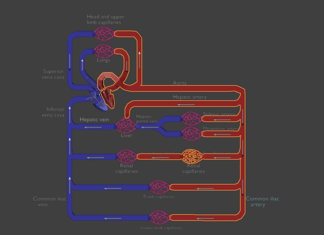 3D Model of Systemic Blood Flow - Diagram 3D model 3D printable | CGTrader