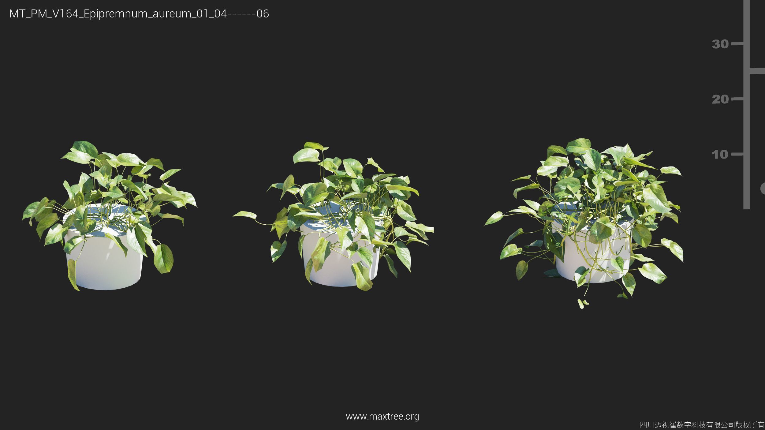 Maxtree Plant Models Vol 164 - Mesh 3D model | CGTrader