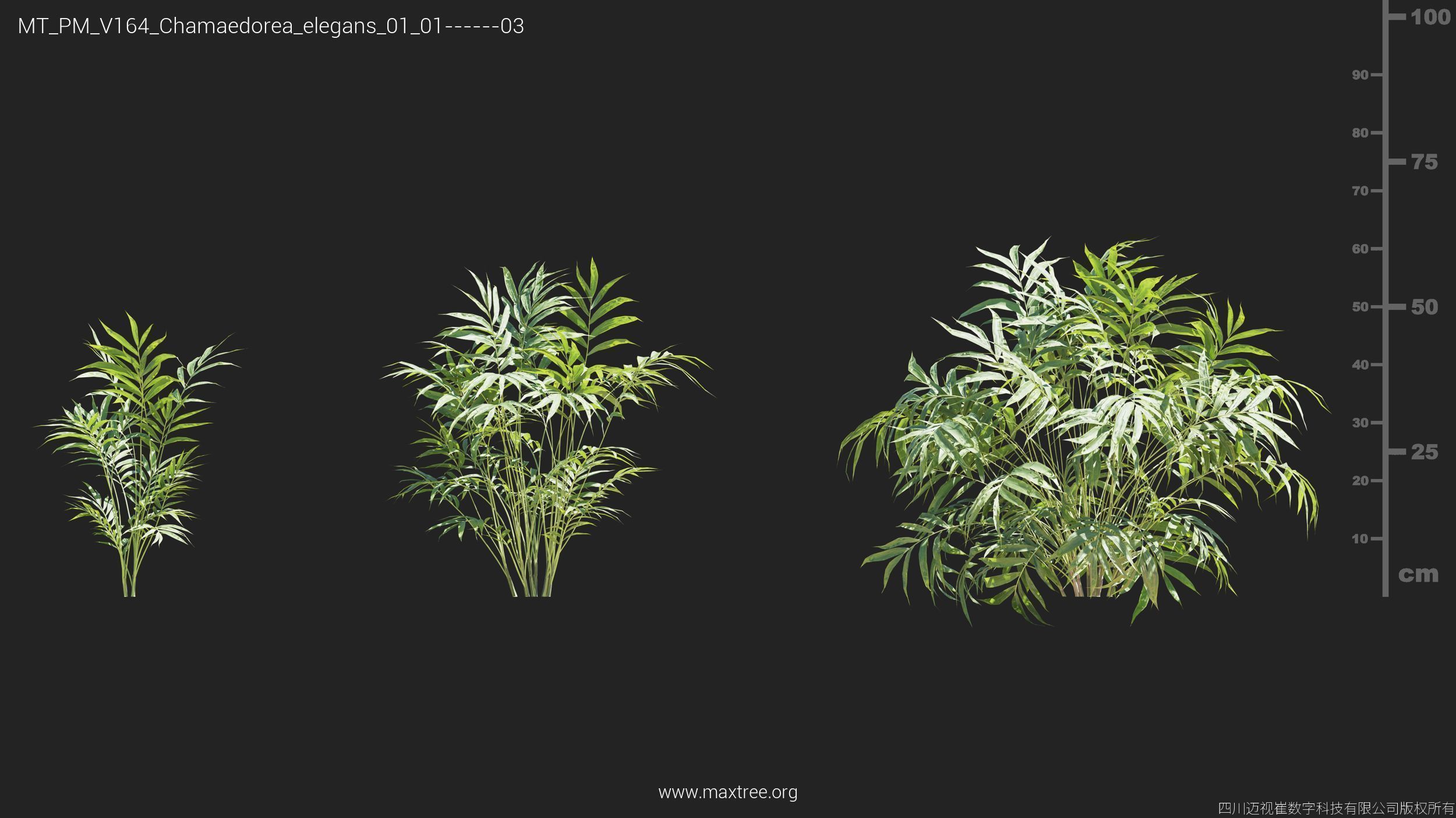 Maxtree Plant Models Vol 164 - Mesh 3D model | CGTrader