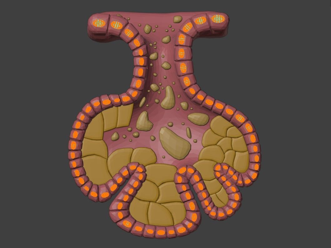3D Model of Sebaceous Gland 3D model | CGTrader