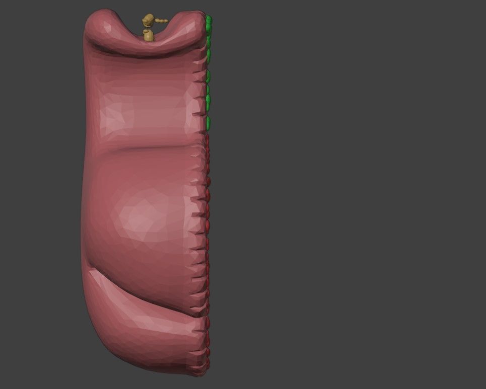 3D Model of Sebaceous Gland 3D model | CGTrader