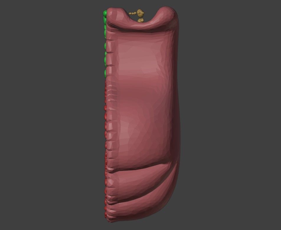 3D Model of Sebaceous Gland 3D model | CGTrader
