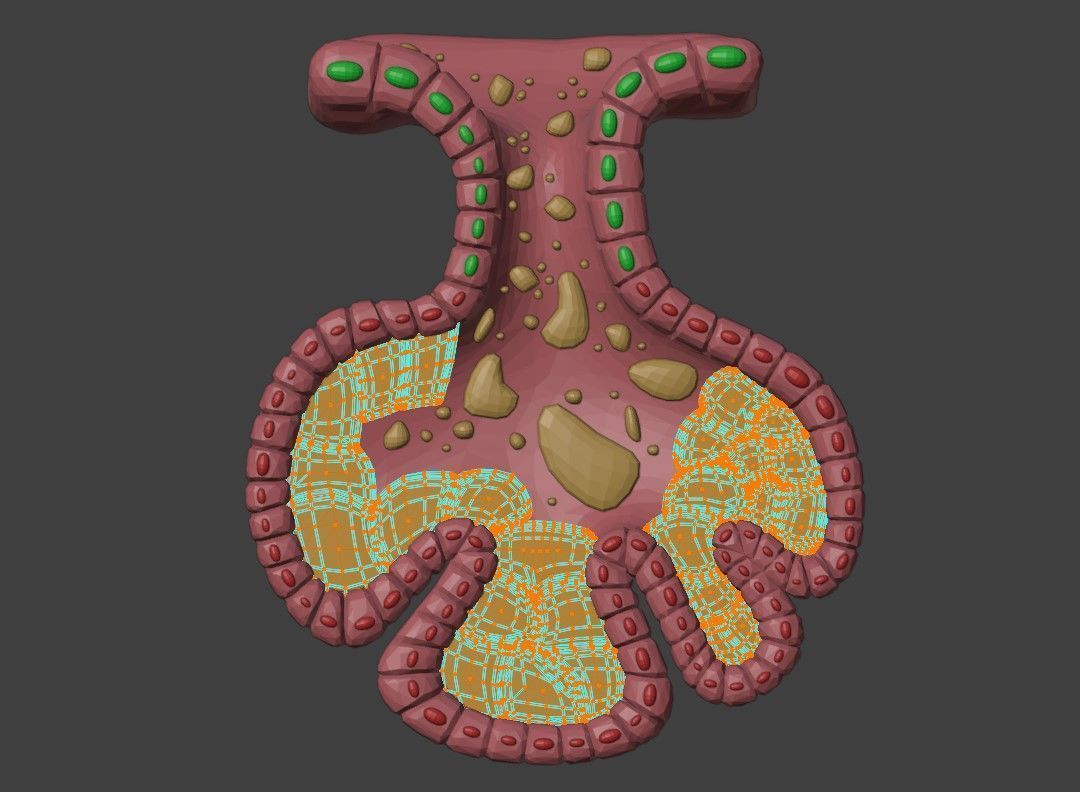 3D Model of Sebaceous Gland 3D model | CGTrader