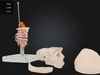 3D Model of Human Skull Anatomy Model On Cervical Spine 3D model 3D ...