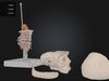 3D Model of Human Skull Anatomy Model On Cervical Spine 3D model 3D ...