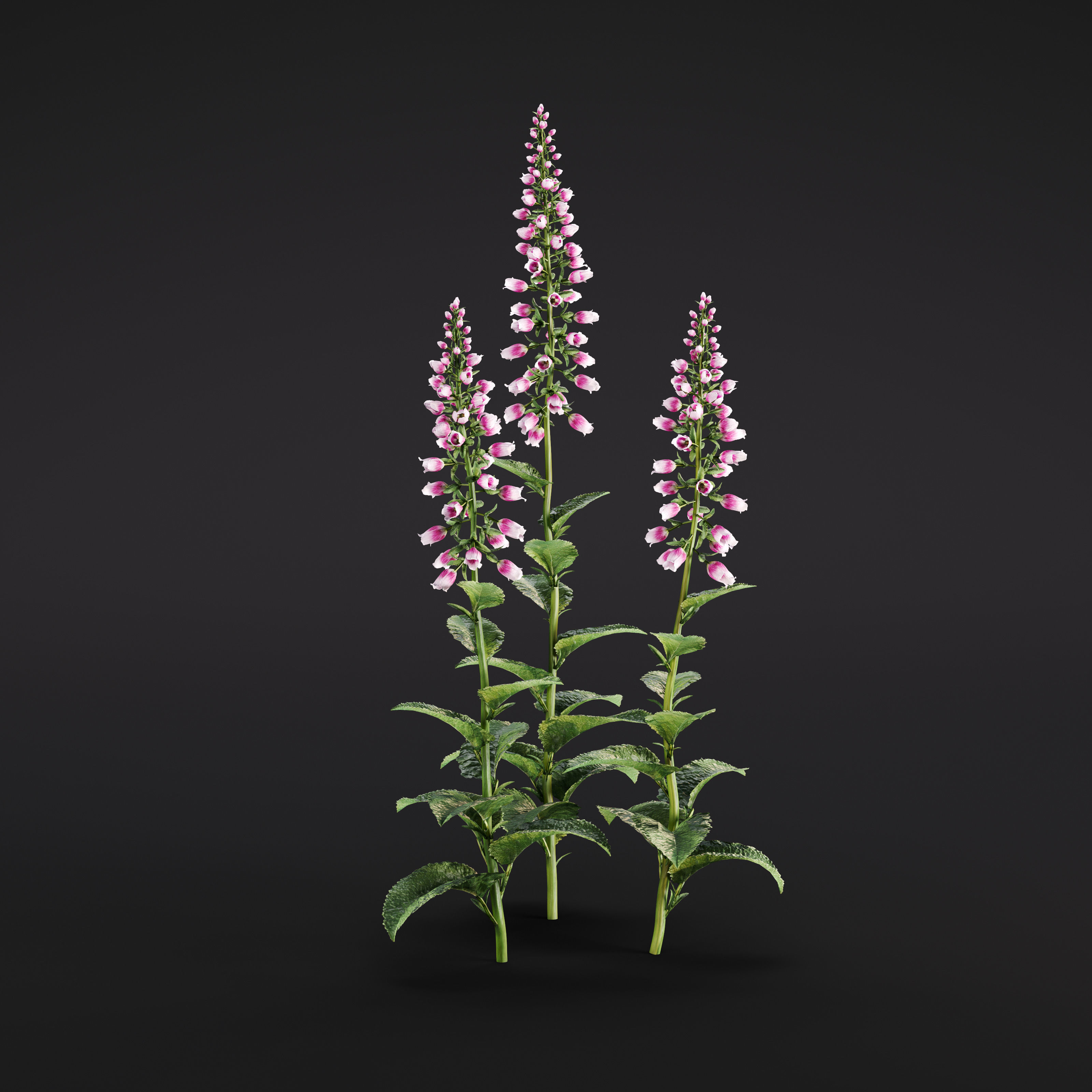 Archmodels vol 286 - collection of garden plants 3D model | CGTrader