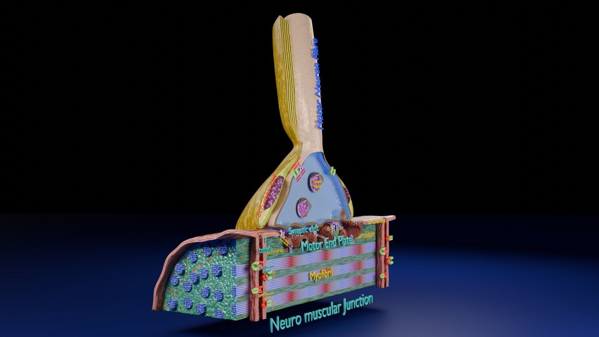 3D model Neuro Muscular Junction Schematic VR / AR / low-poly | CGTrader
