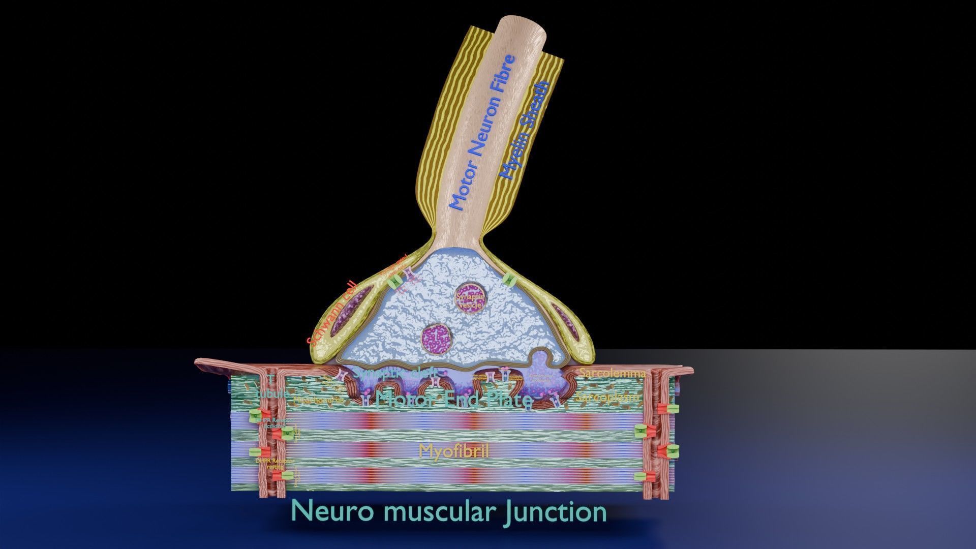 3D model Neuro Muscular Junction Schematic VR / AR / low-poly | CGTrader