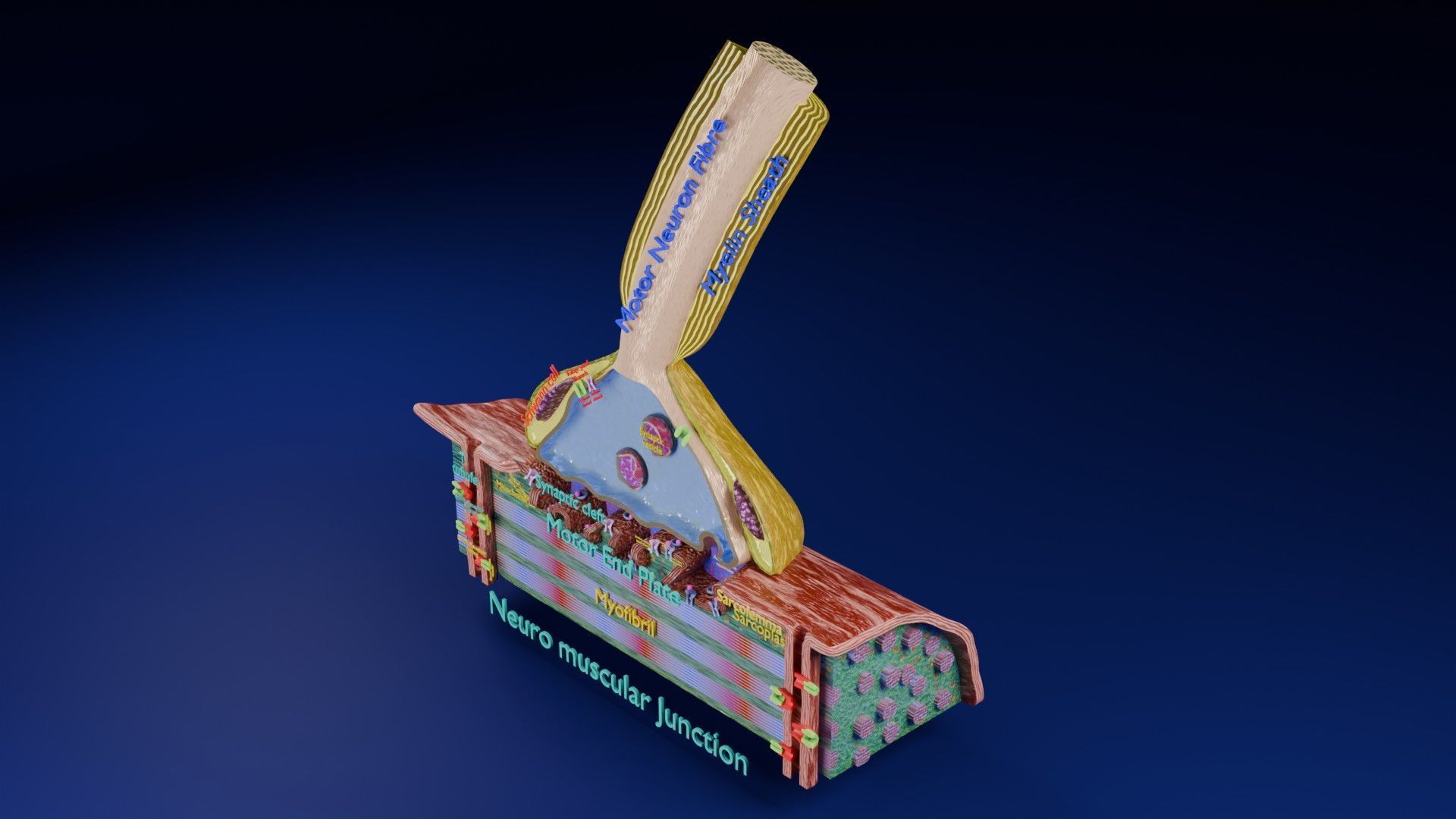 3D model Neuro Muscular Junction Schematic VR / AR / low-poly | CGTrader