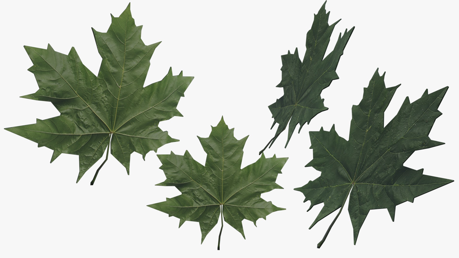 3D model Maple leaf Low-poly textured 3d model for games VR / AR / low ...