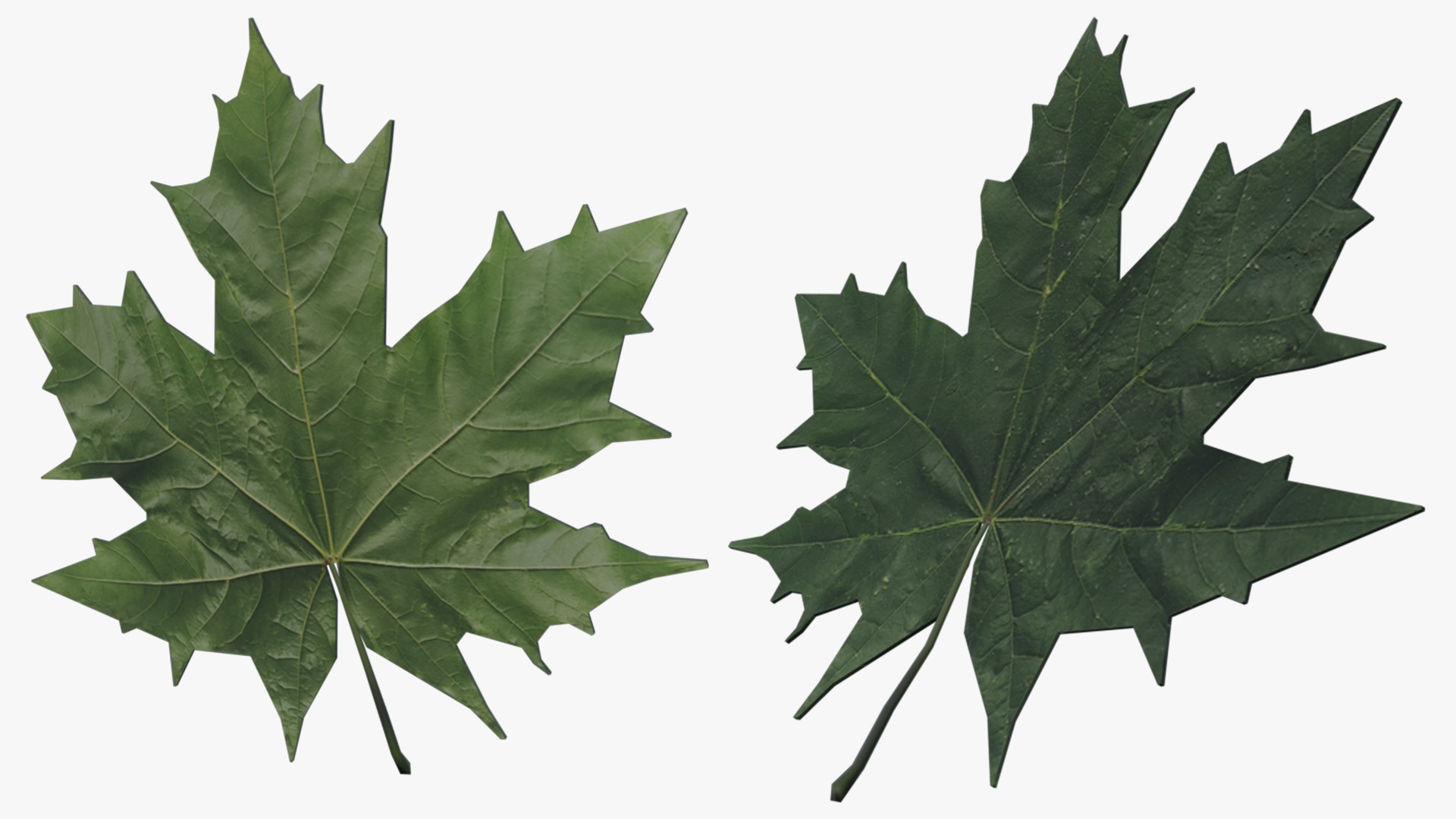 3D model Maple leaf Low-poly textured 3d model for games VR / AR / low ...