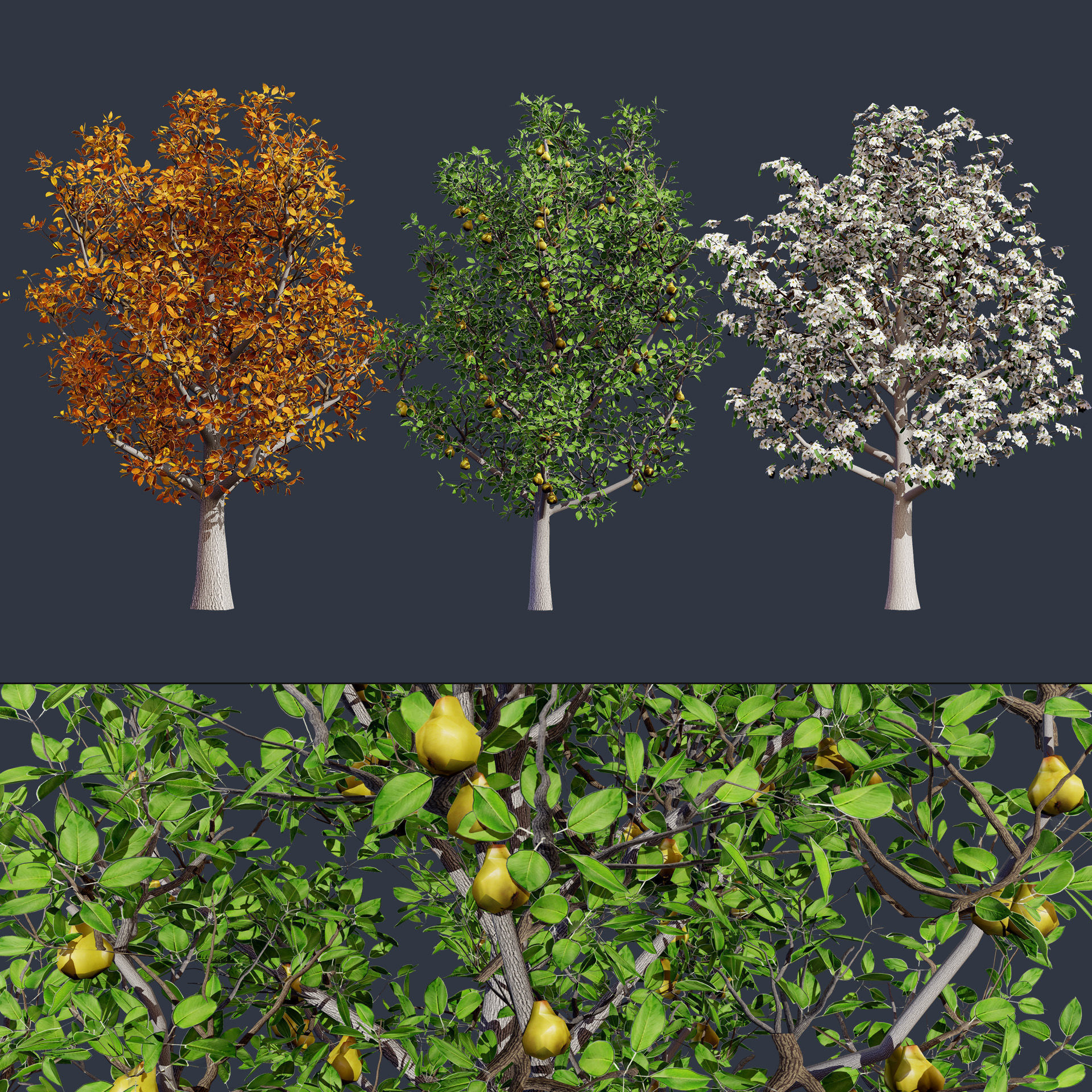 3D model Realistic Pear Tree 3D Model - All Seasons VR / AR / low-poly ...
