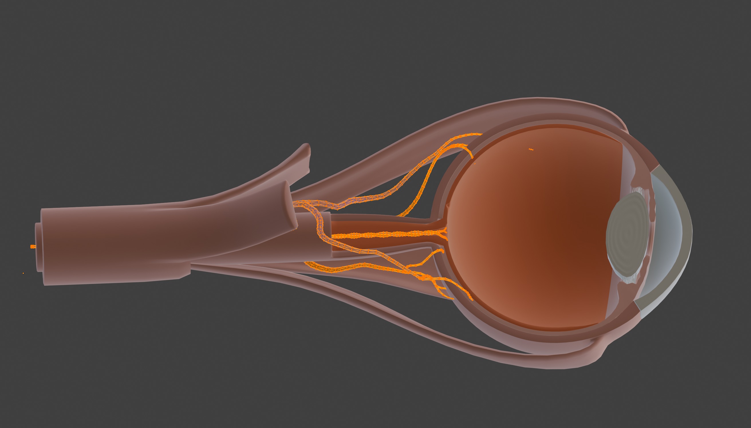 3D Model of Human Eye Anatomy 3D model 3D printable | CGTrader