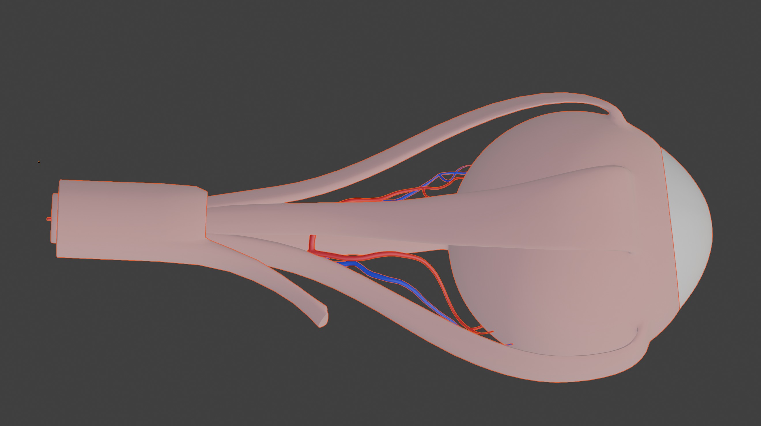 3D Model of Human Eye Anatomy 3D model 3D printable | CGTrader