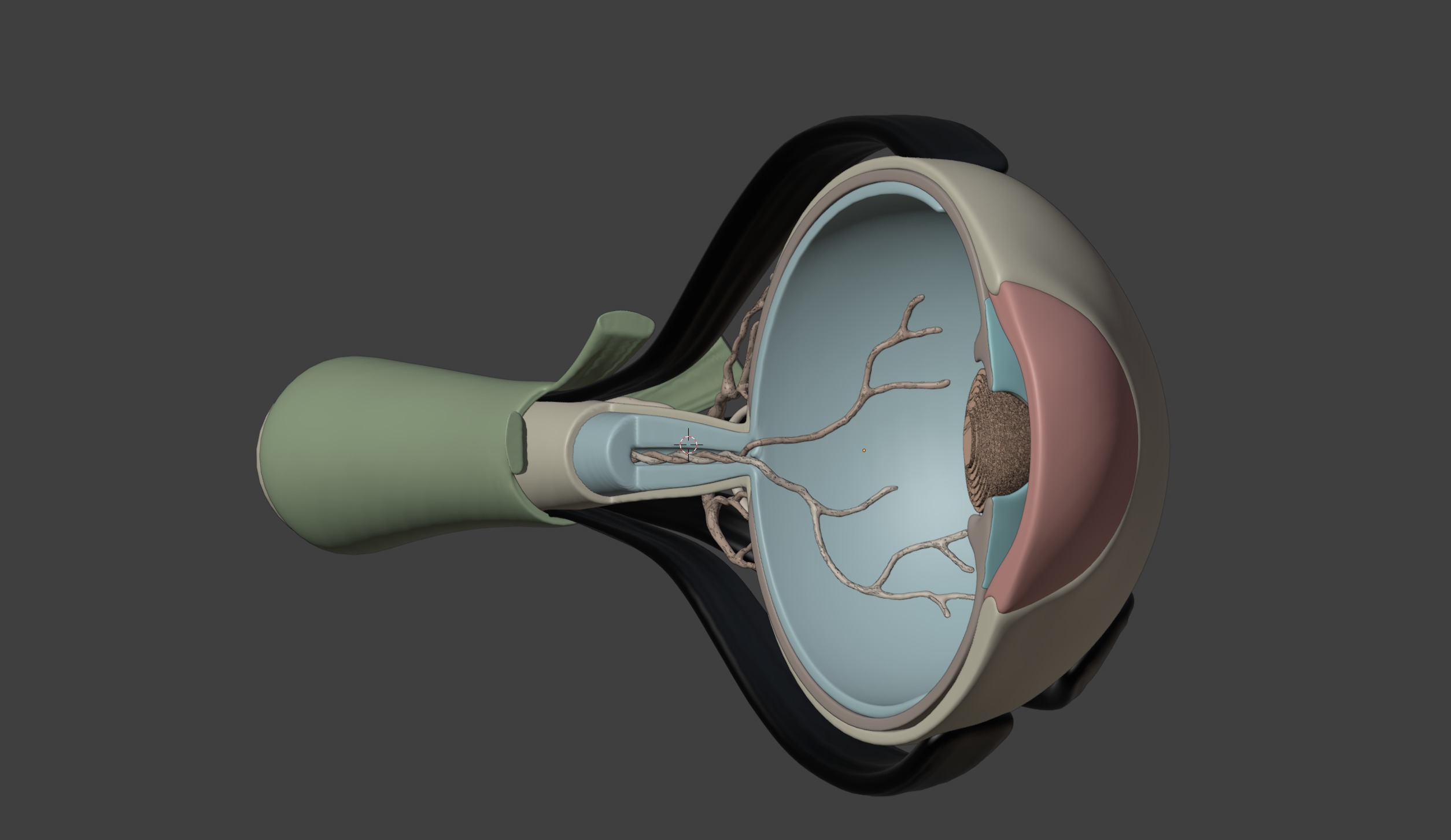 3D Model of Human Eye Anatomy v2 3D model 3D printable | CGTrader