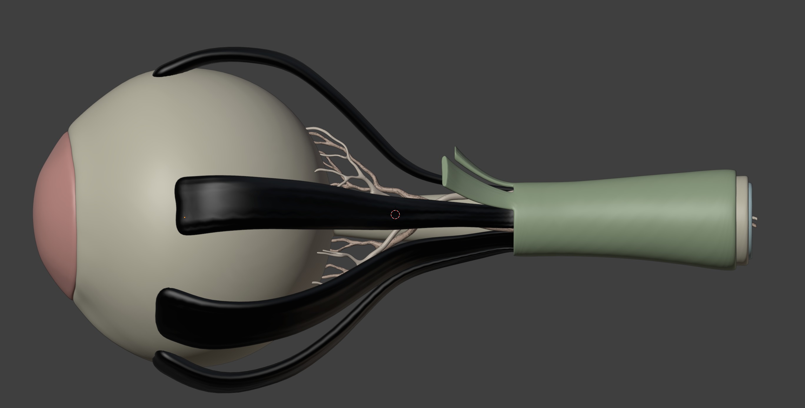 3D Model of Human Eye Anatomy v2 3D model 3D printable | CGTrader