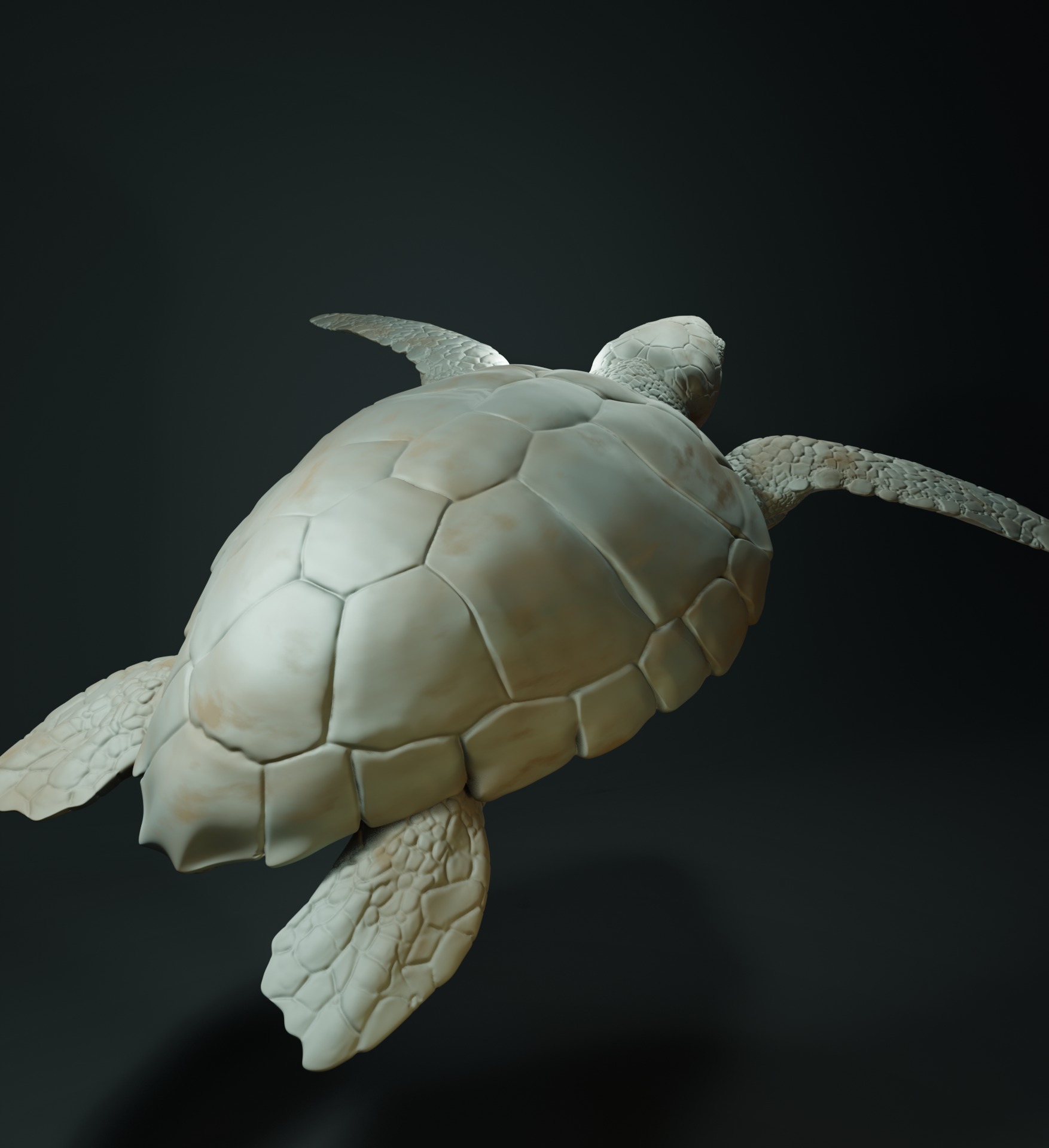 Caretta Caretta - Loggerhead Sea Turtle free 3D model 3D printable ...