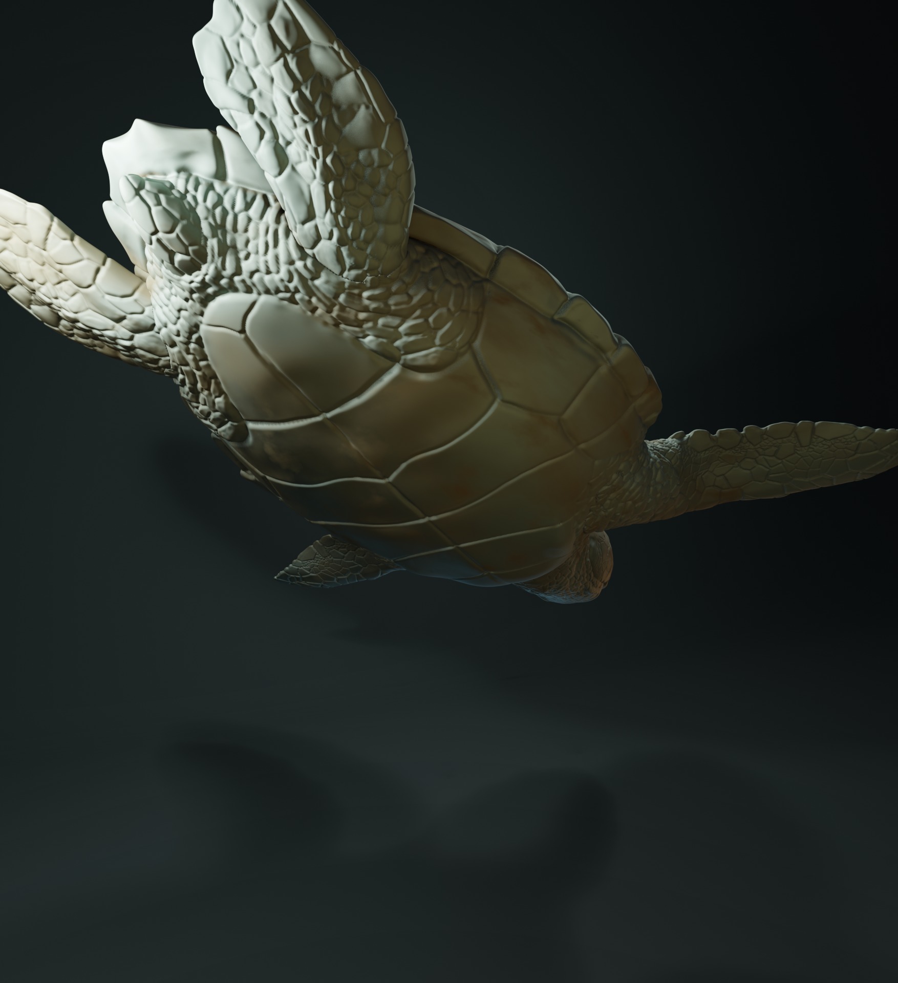 Caretta Caretta - Loggerhead Sea Turtle free 3D model 3D printable ...