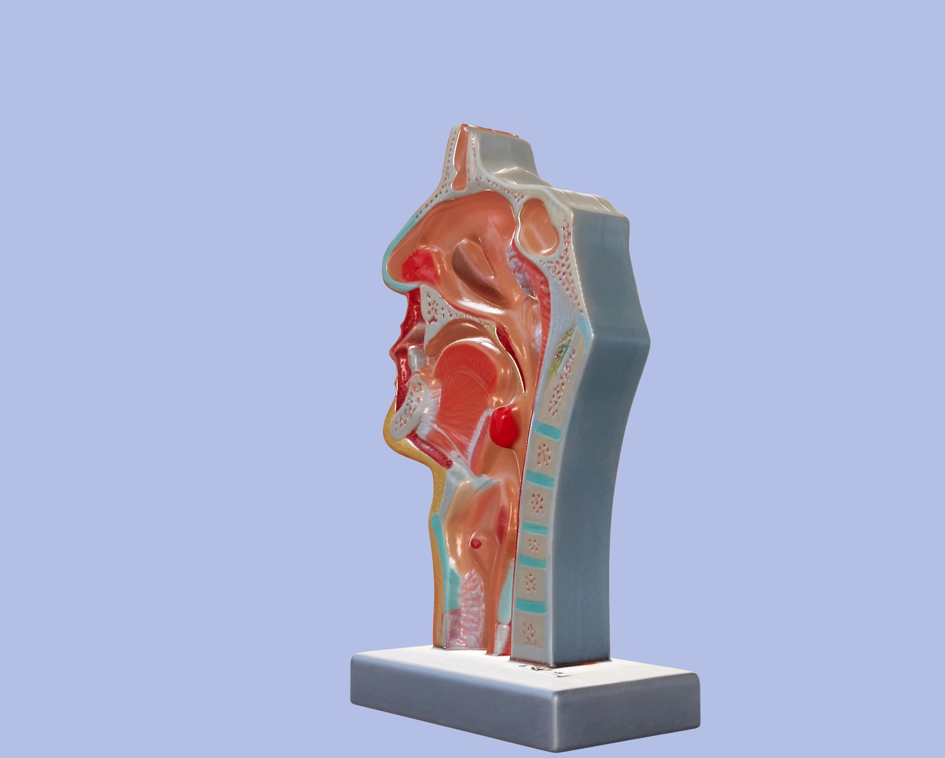 3D Model of Larynx and Pharynx Disorders 3D model 3D printable | CGTrader