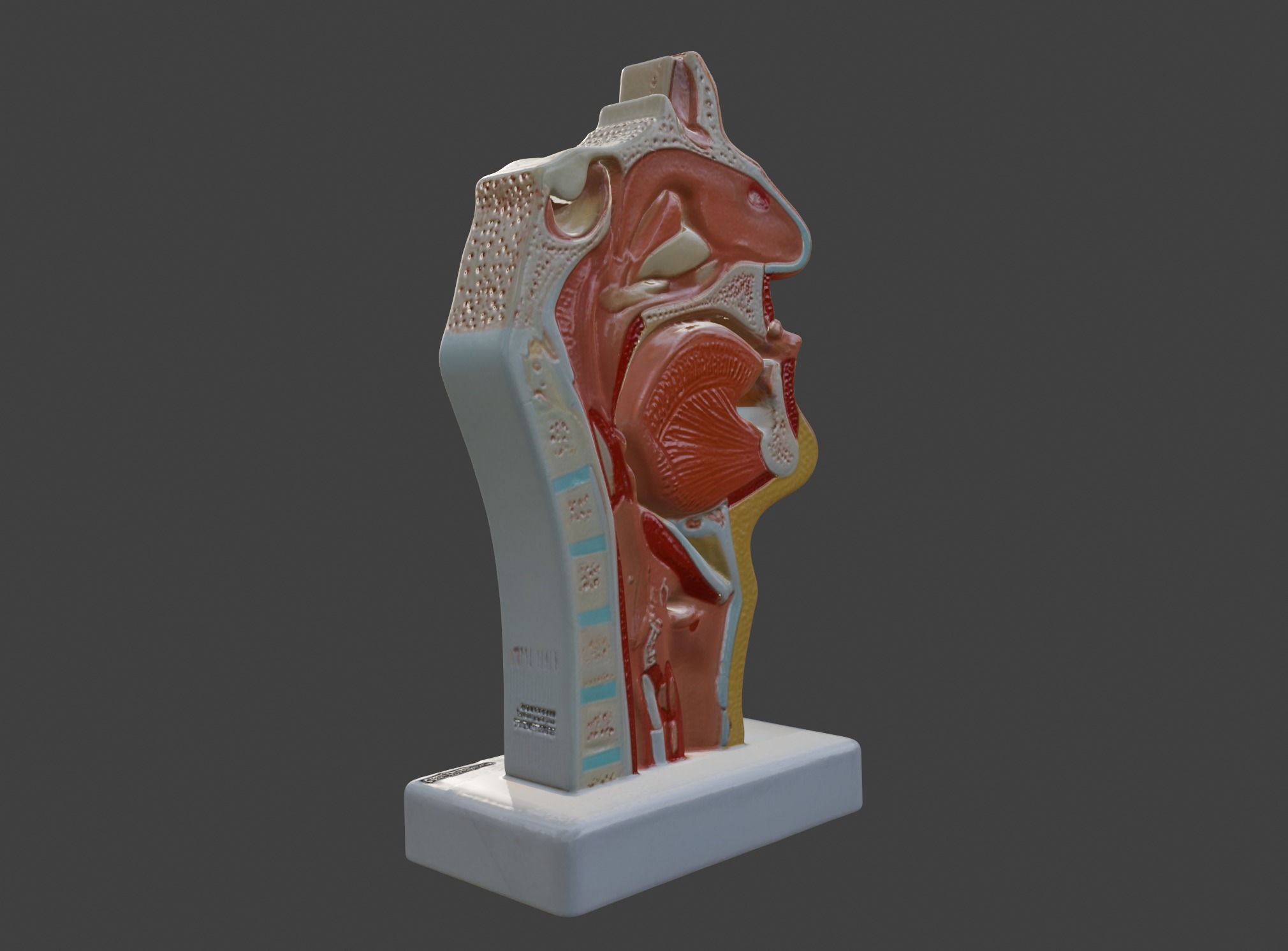 3D Model of Larynx and Pharynx Disorders 3D model 3D printable | CGTrader