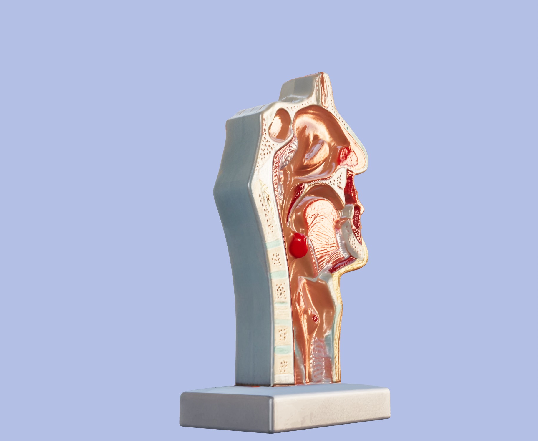 3D Model of Larynx and Pharynx Disorders 3D model 3D printable | CGTrader