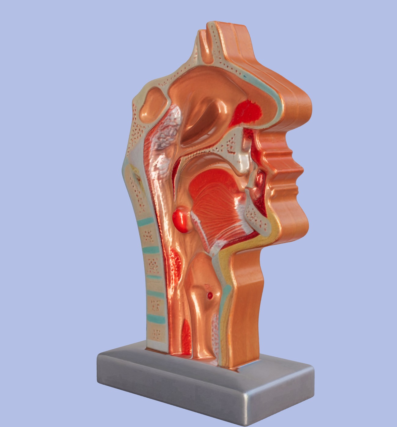 3D Model of Larynx and Pharynx Disorders 3D model 3D printable | CGTrader