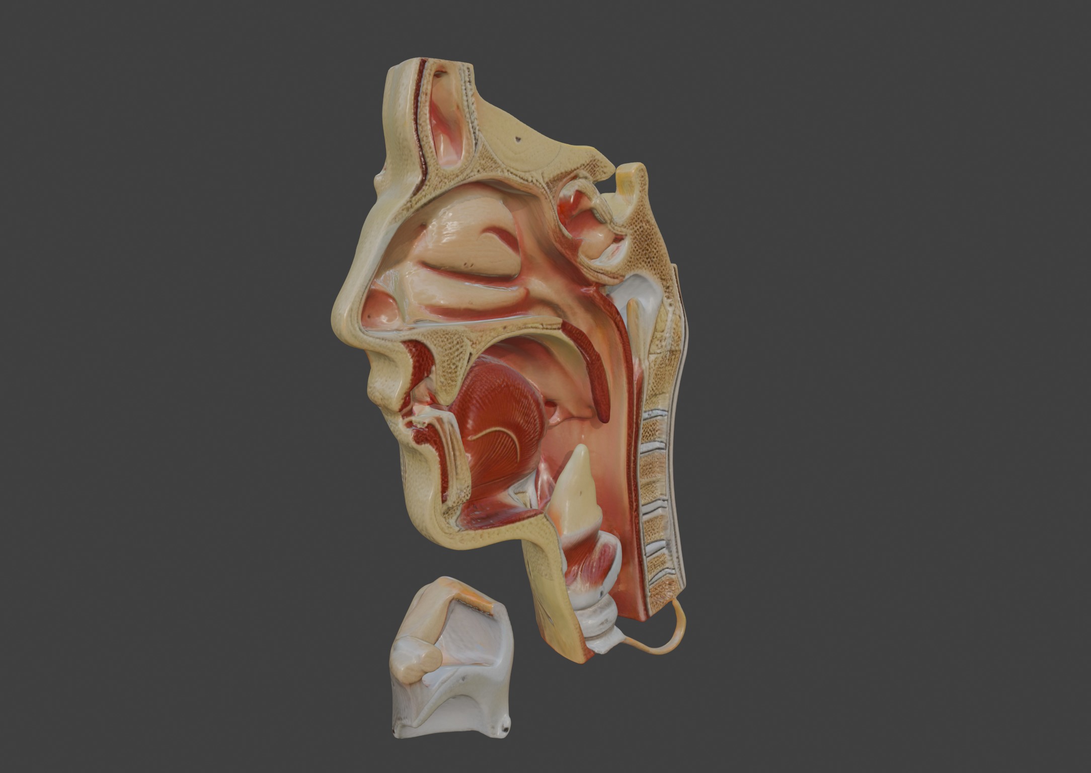 3D Model of Cavities of Nose Mouth and Throat 3D model 3D printable ...