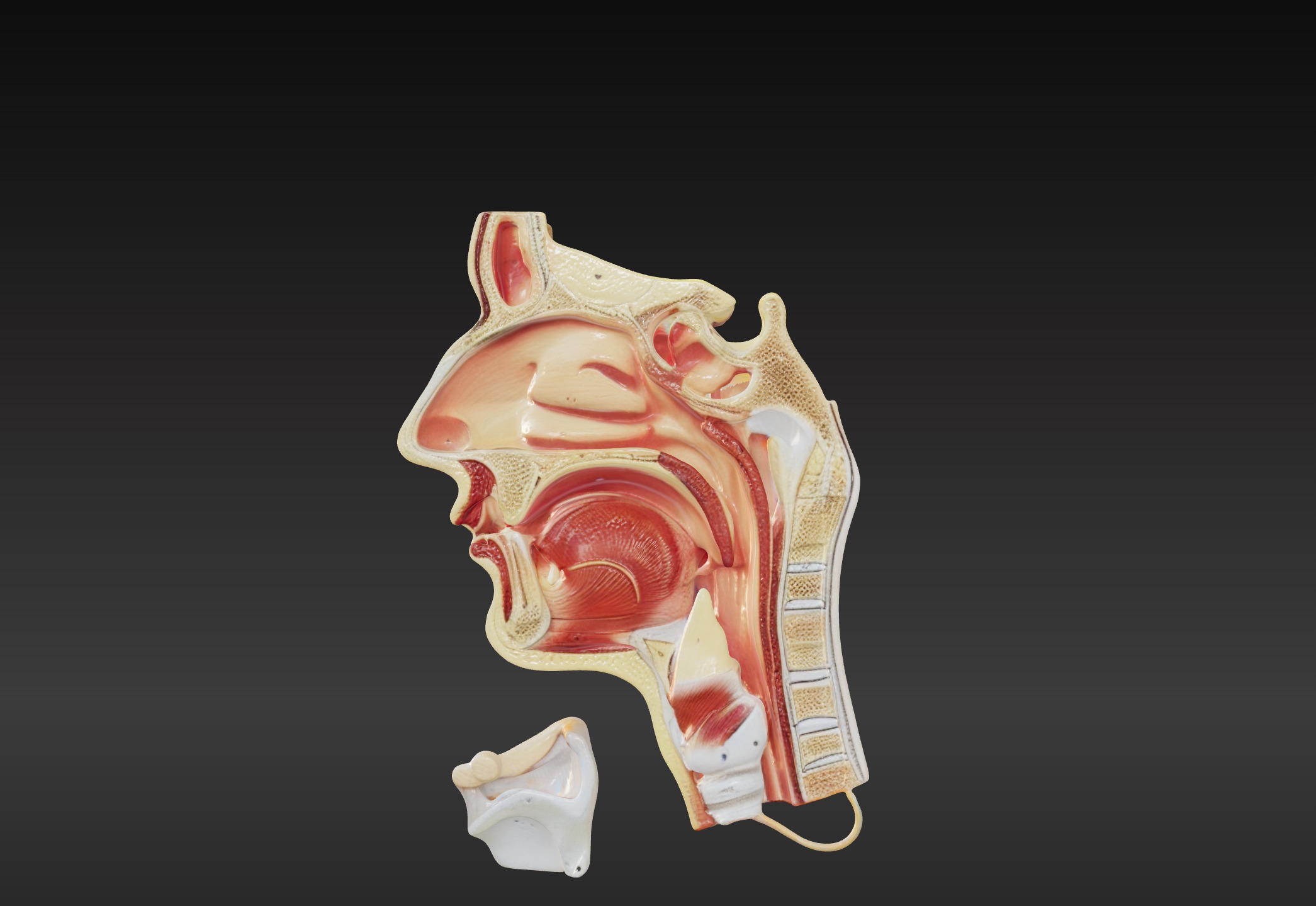 3D Model of Cavities of Nose Mouth and Throat 3D model 3D printable ...
