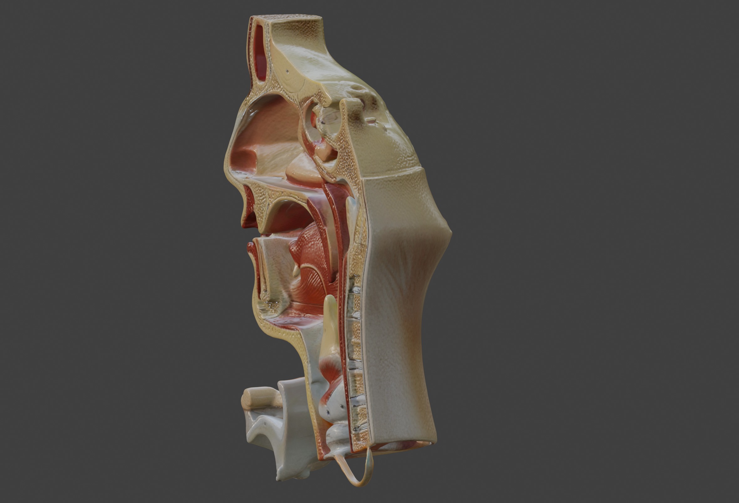 3D Model of Cavities of Nose Mouth and Throat 3D model 3D printable ...