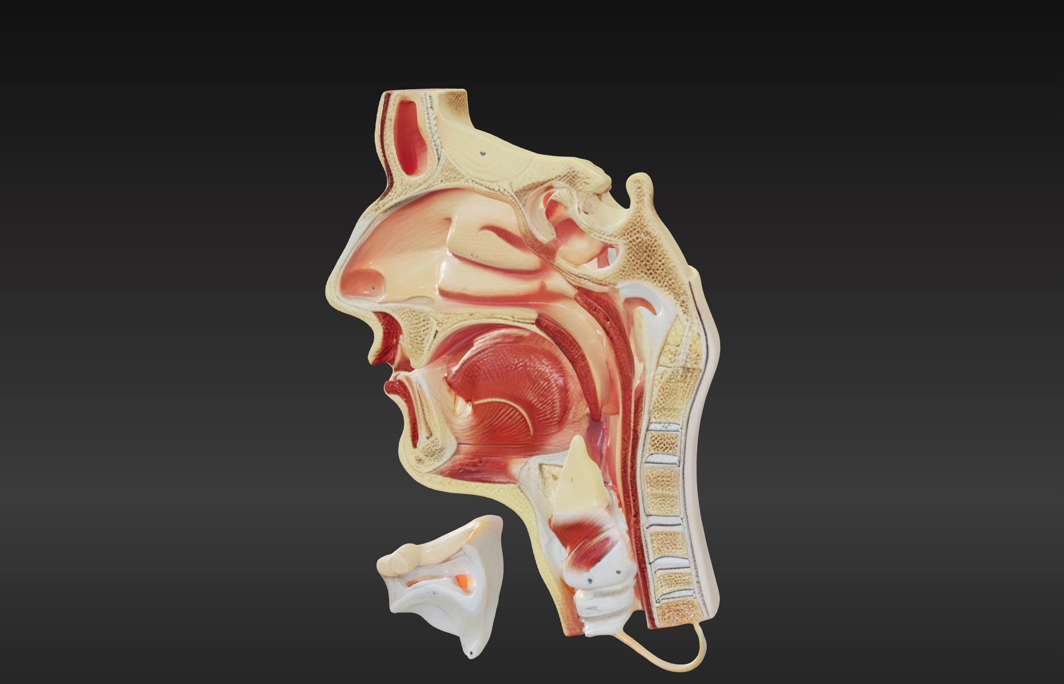 3D Model of Cavities of Nose Mouth and Throat 3D model 3D printable ...