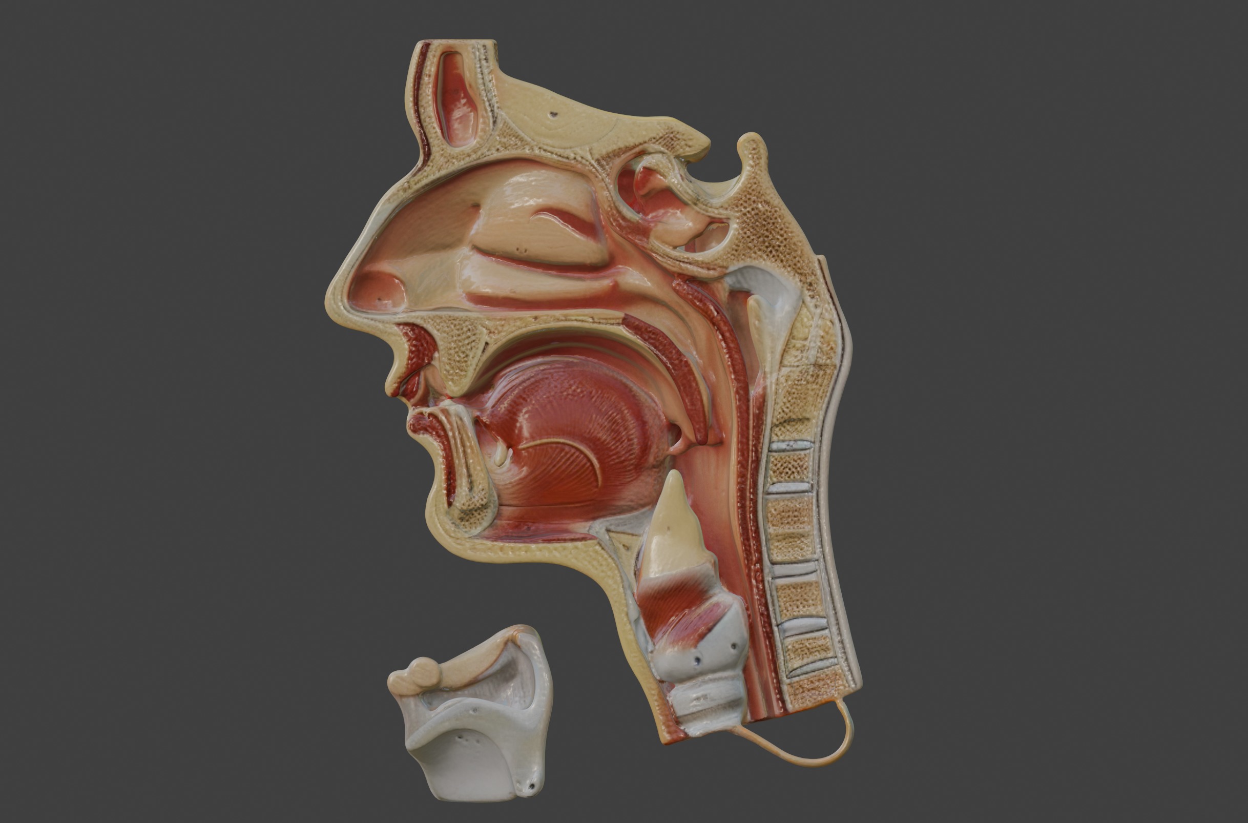 3D Model of Cavities of Nose Mouth and Throat 3D model 3D printable ...