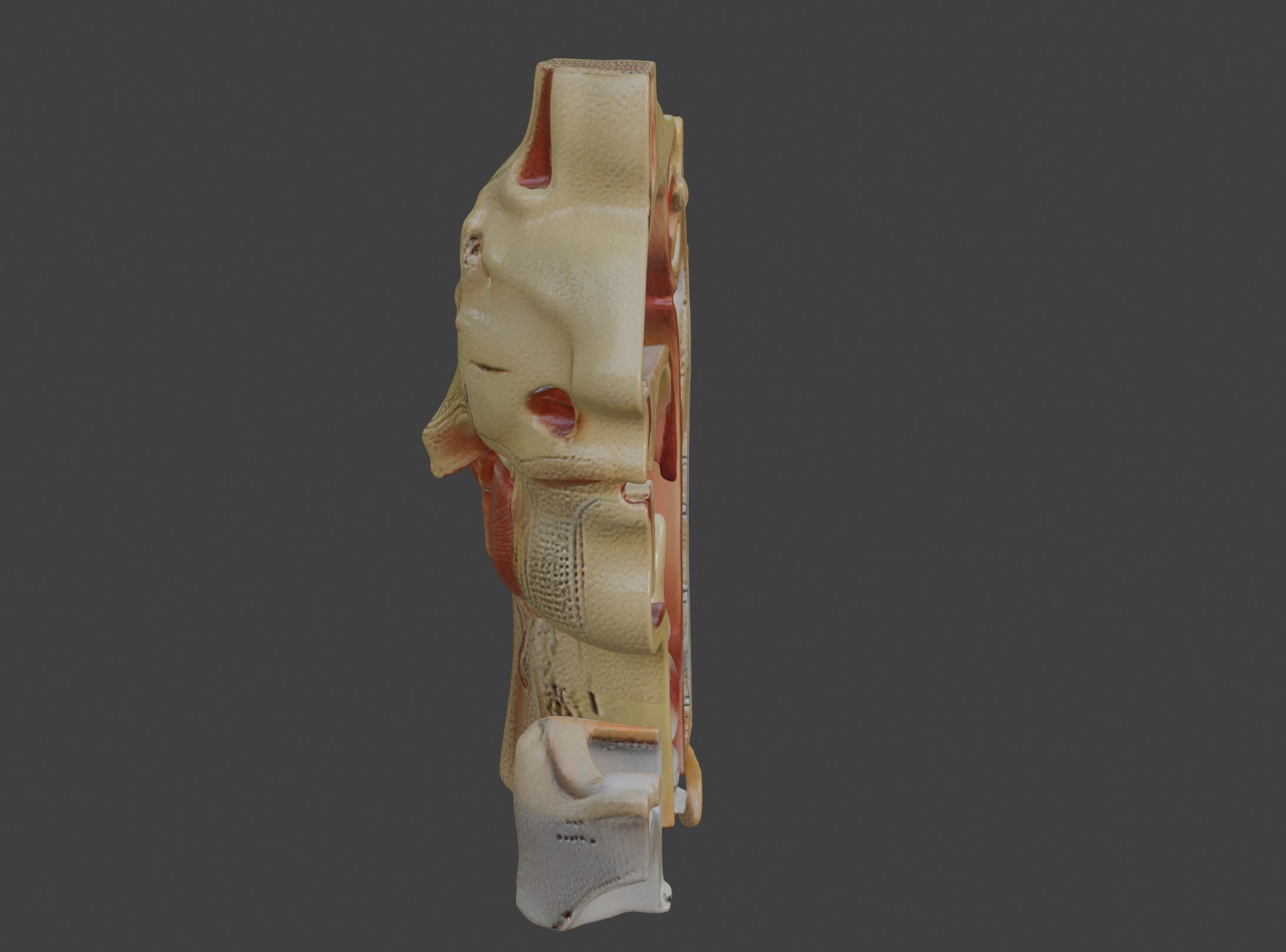 3D Model of Cavities of Nose Mouth and Throat 3D model 3D printable ...