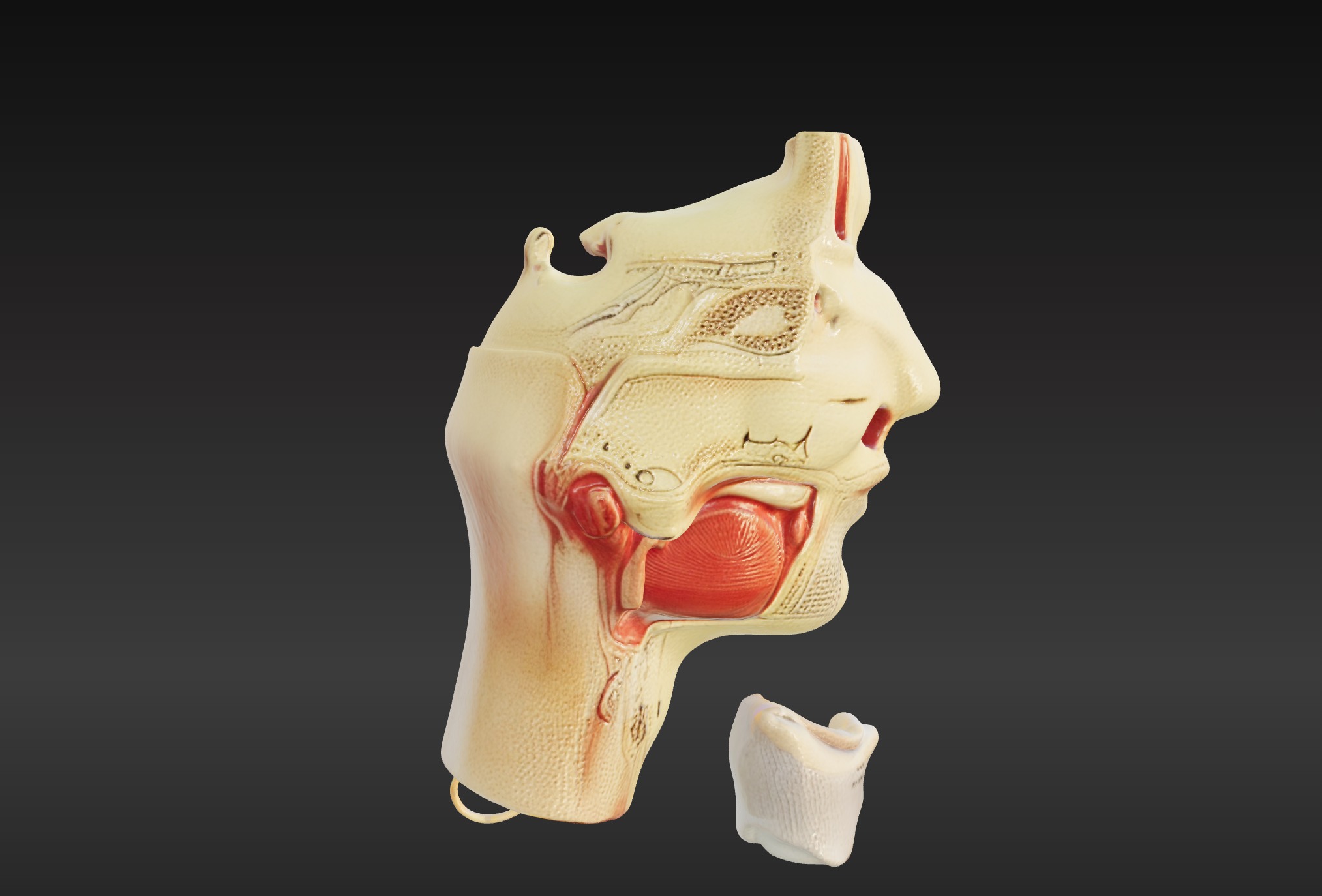 3D Model of Cavities of Nose Mouth and Throat 3D model 3D printable ...