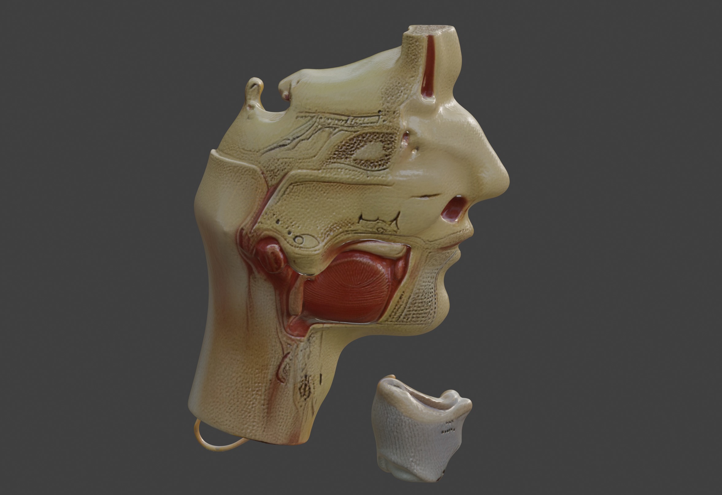3D Model of Cavities of Nose Mouth and Throat 3D model 3D printable ...