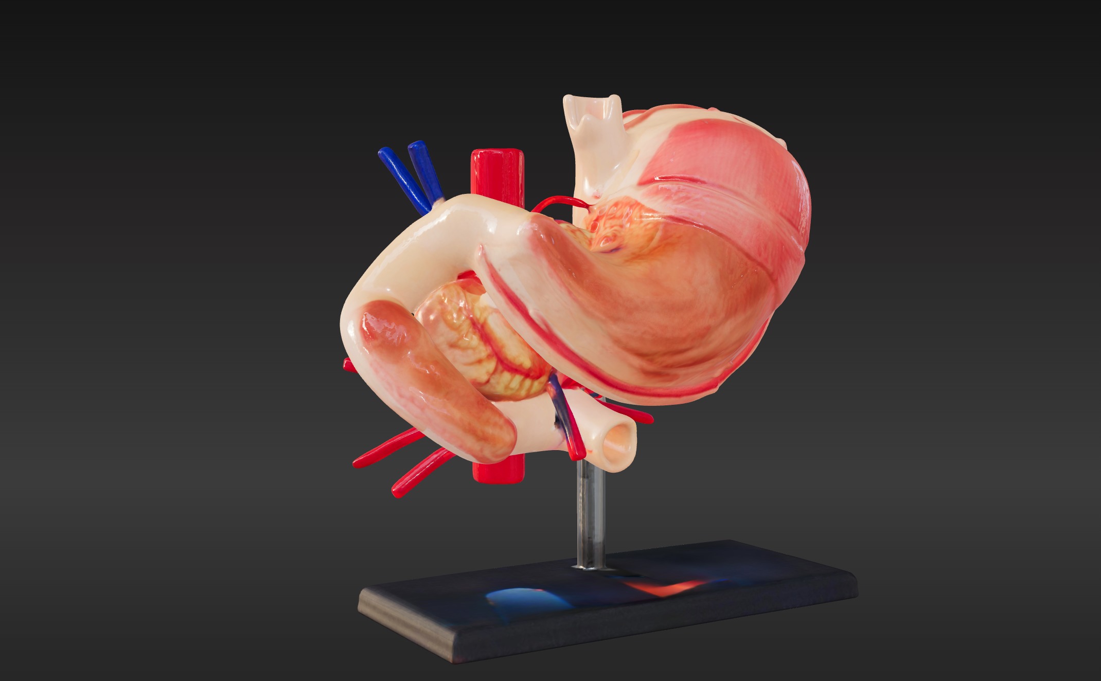 3D Model of Stomach 3D model 3D printable | CGTrader