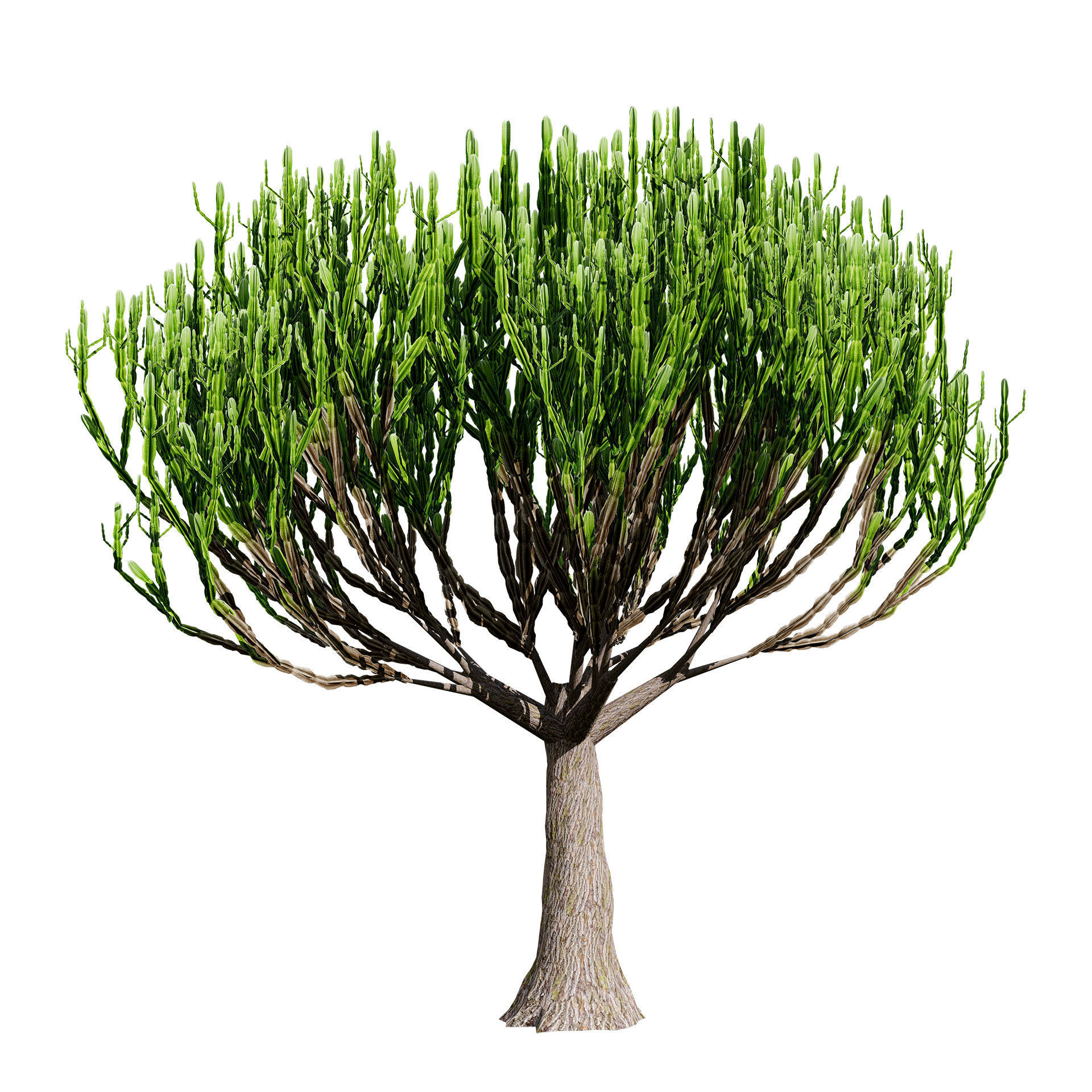 3D model Desert Plants 3D Pack VR / AR / low-poly | CGTrader