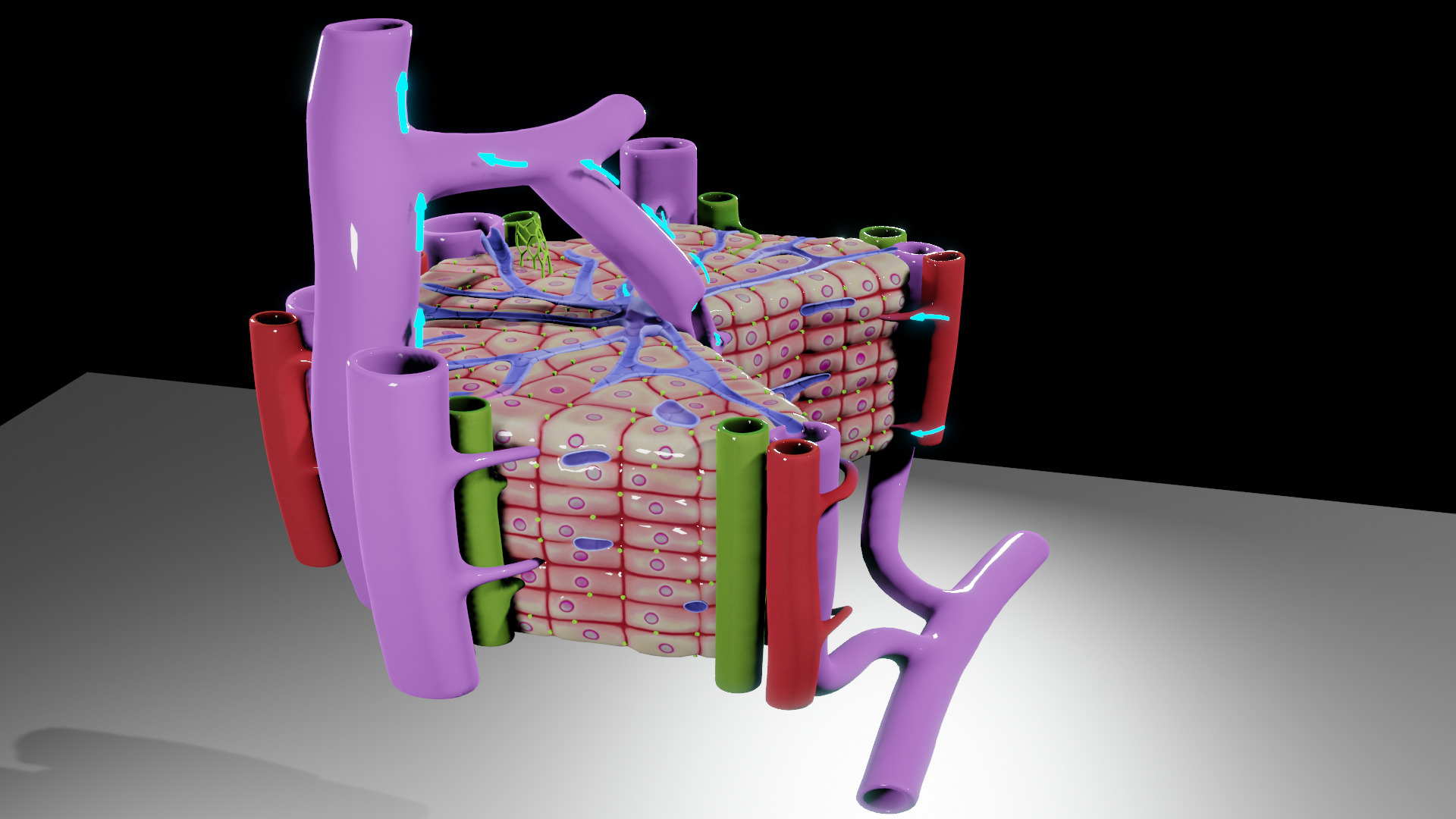 3D Printable Microscopic Anatomy of Liver - Textured 3D model 3D ...