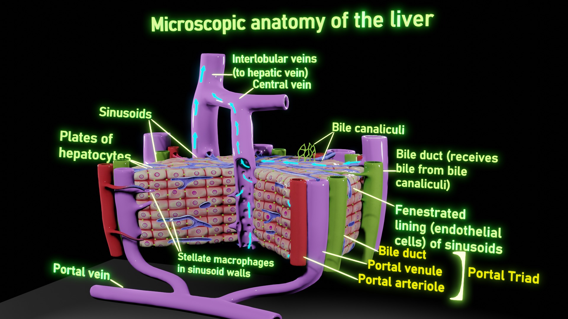 3D Printable Microscopic Anatomy of Liver - Textured 3D model 3D ...