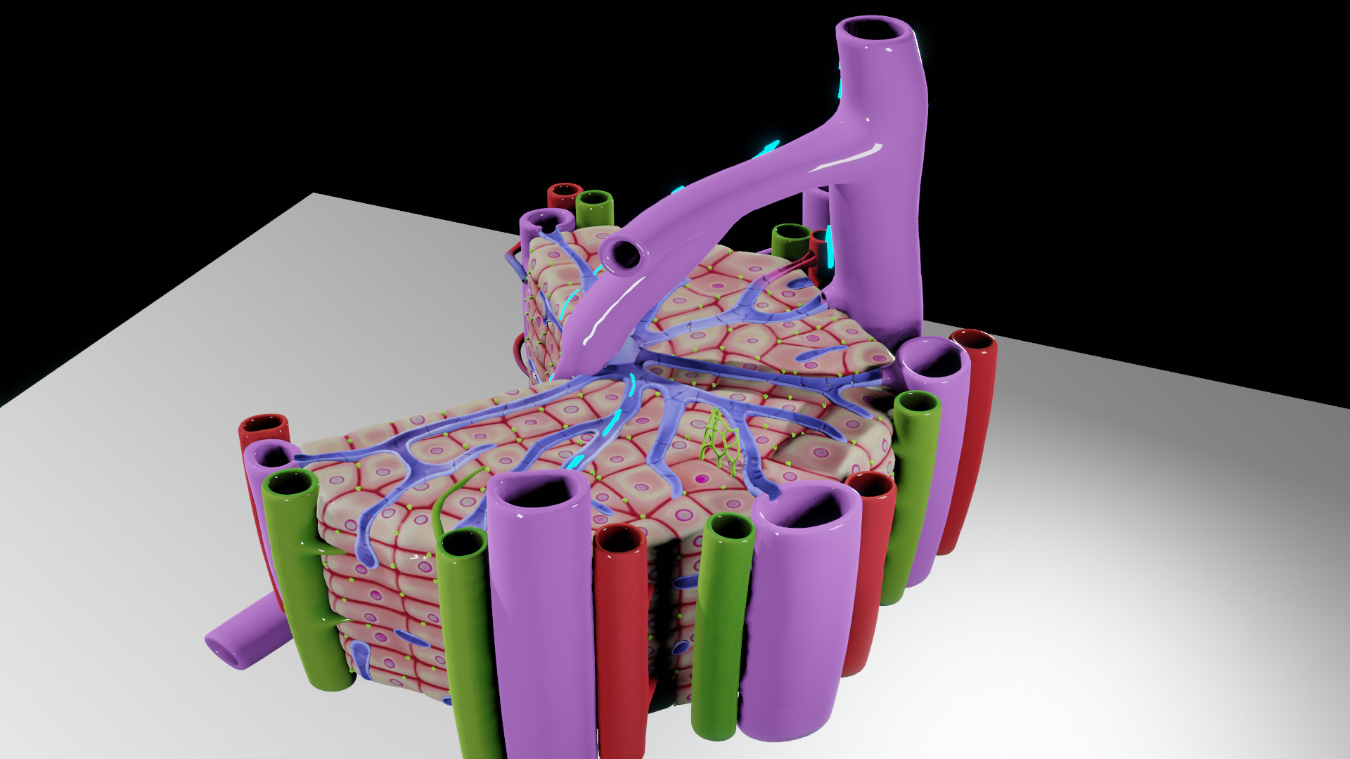 3D Printable Microscopic Anatomy of Liver - Textured 3D model 3D ...
